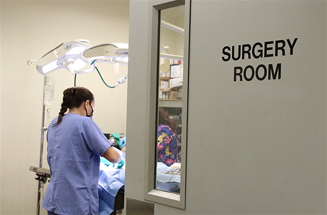 Spay/Neuter Services - City of San Antonio