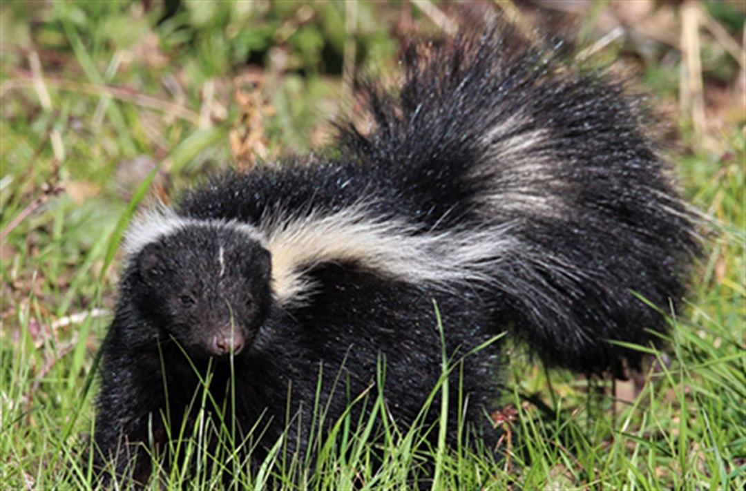 Skunk In House How To Get Rid Of Skunks From Your Garden | HGTV