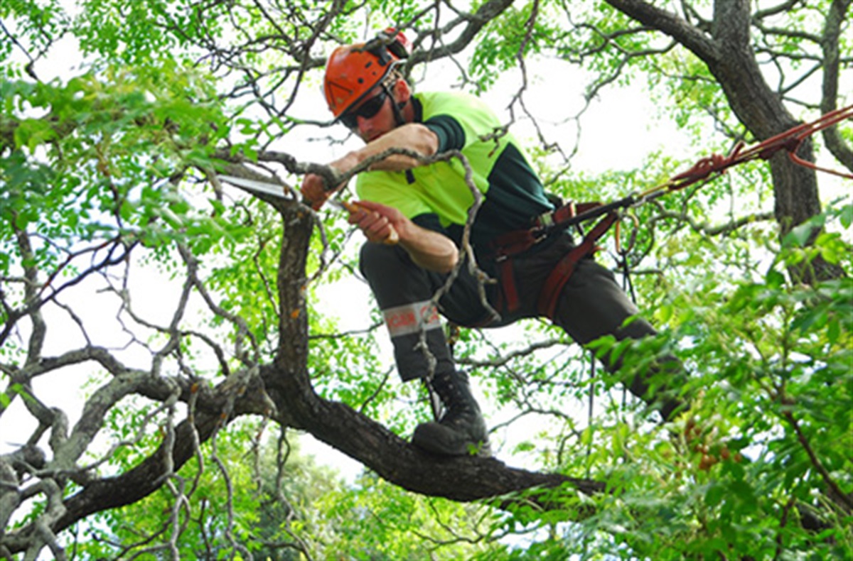 Tree Maintenance - City of San Antonio