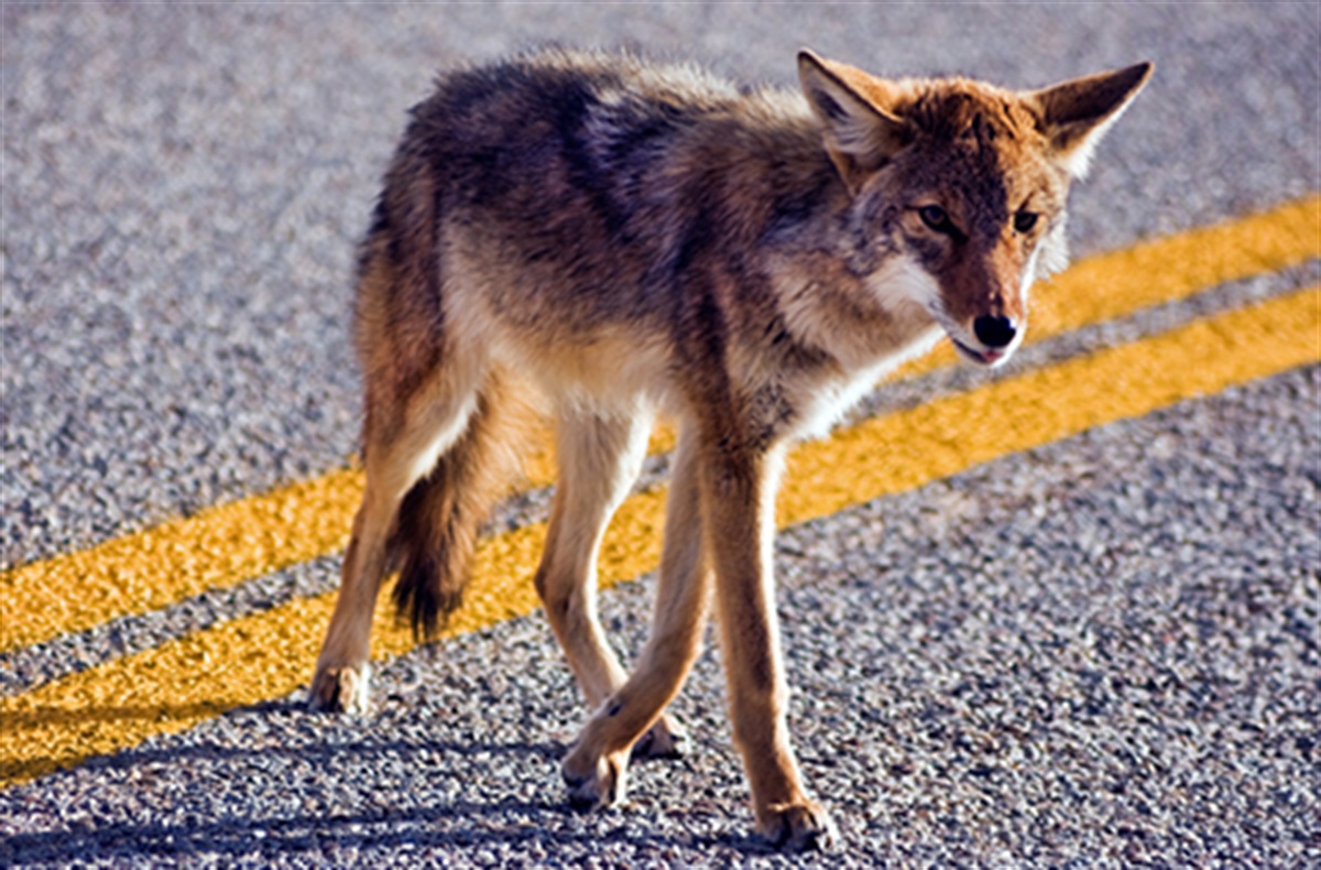 Coyotes - City of San Antonio