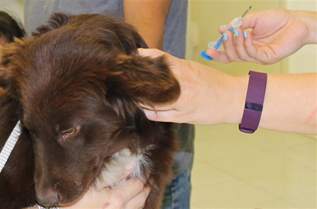 Vaccinations - City of San Antonio